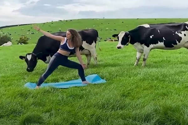 Yoga with cows in Pennsylvania dairy farm not a good idea; Hindus point out